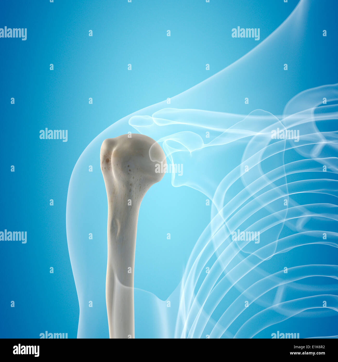 Human humerus bone hi-res stock photography and images - Alamy