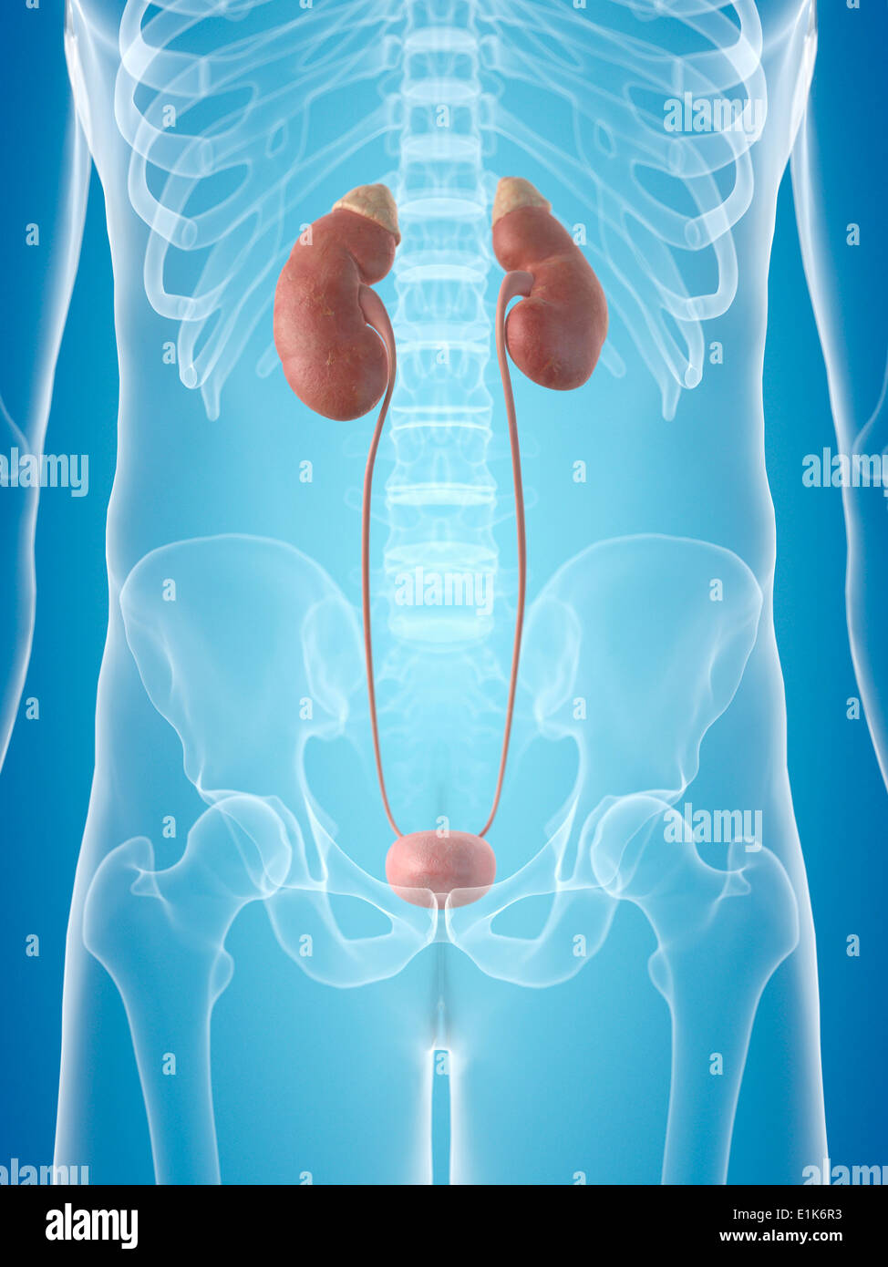 Human urinary system hi-res stock photography and images - Alamy