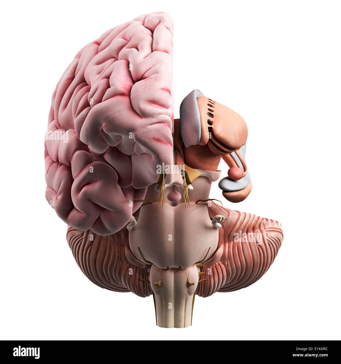 Human brain cut out hi-res stock photography and images - Alamy