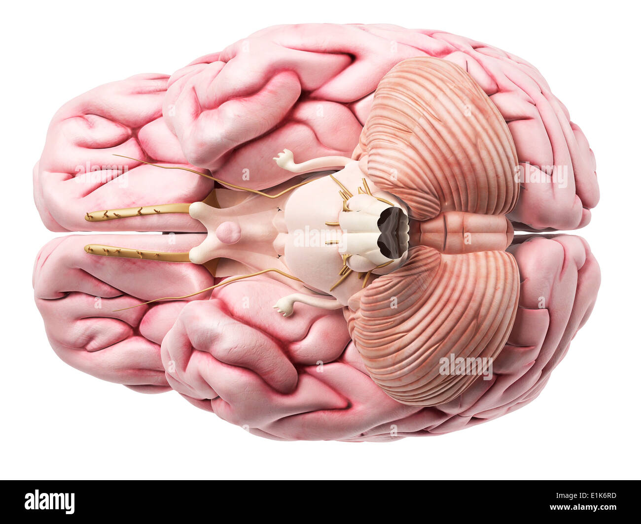 Human brain cut out hi-res stock photography and images - Alamy
