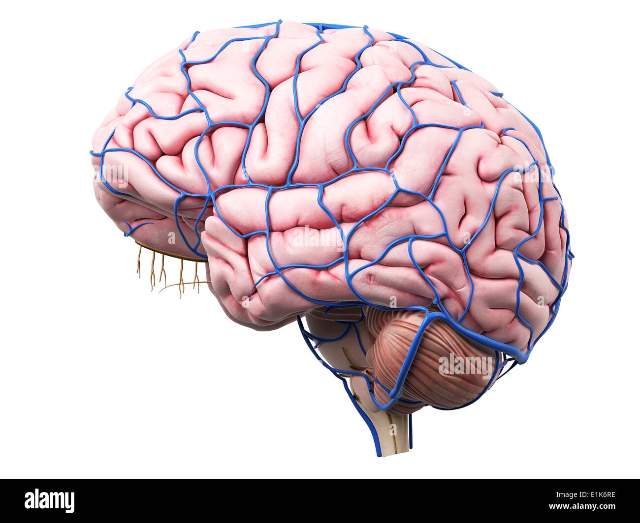 Human brain and veins computer artwork Stock Photo - Alamy