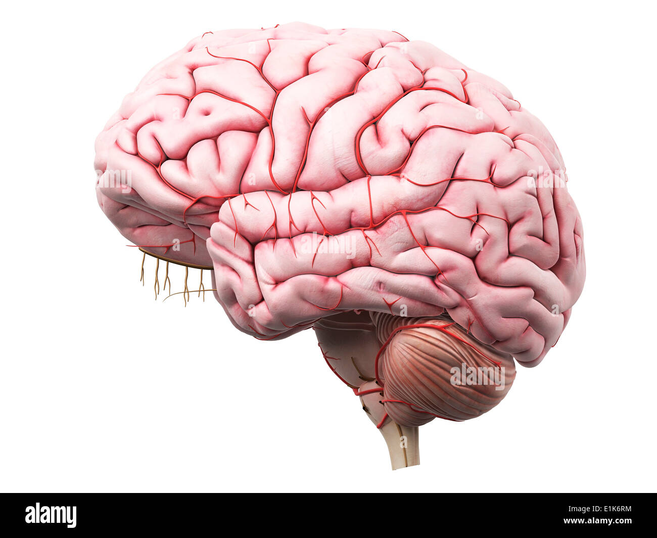 Human brain and arteries Cut Out Stock Images & Pictures - Alamy