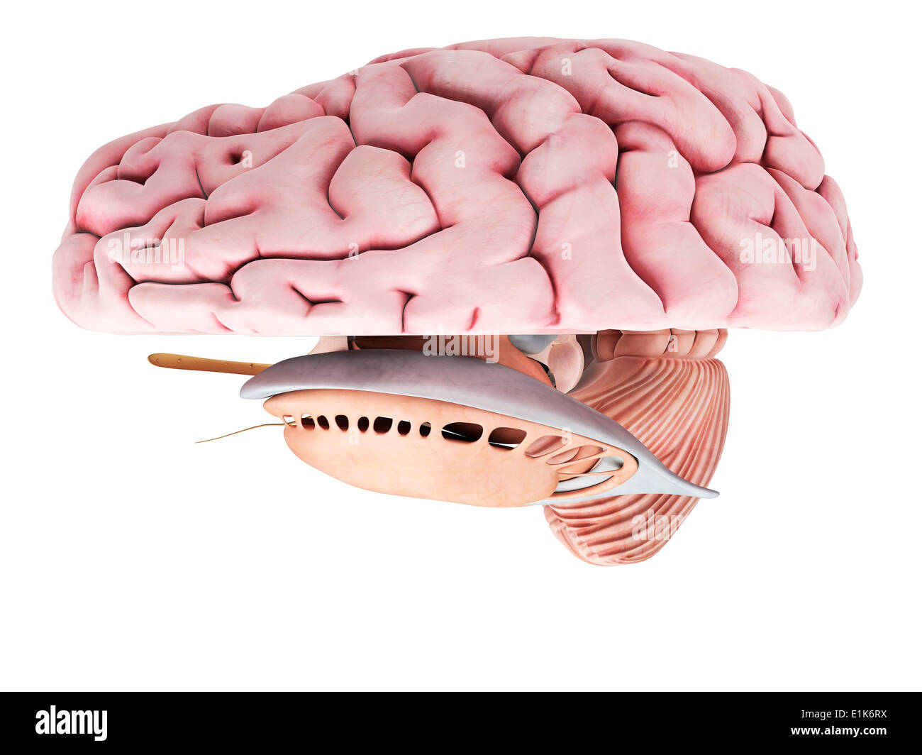 Human brain cut out hi-res stock photography and images - Alamy