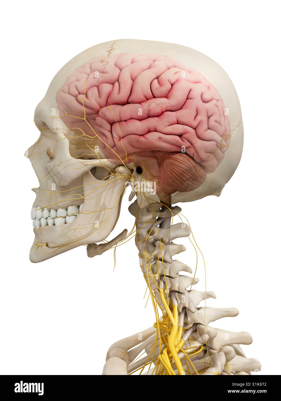 Human brain and nerves of the head computer artwork Stock Photo - Alamy