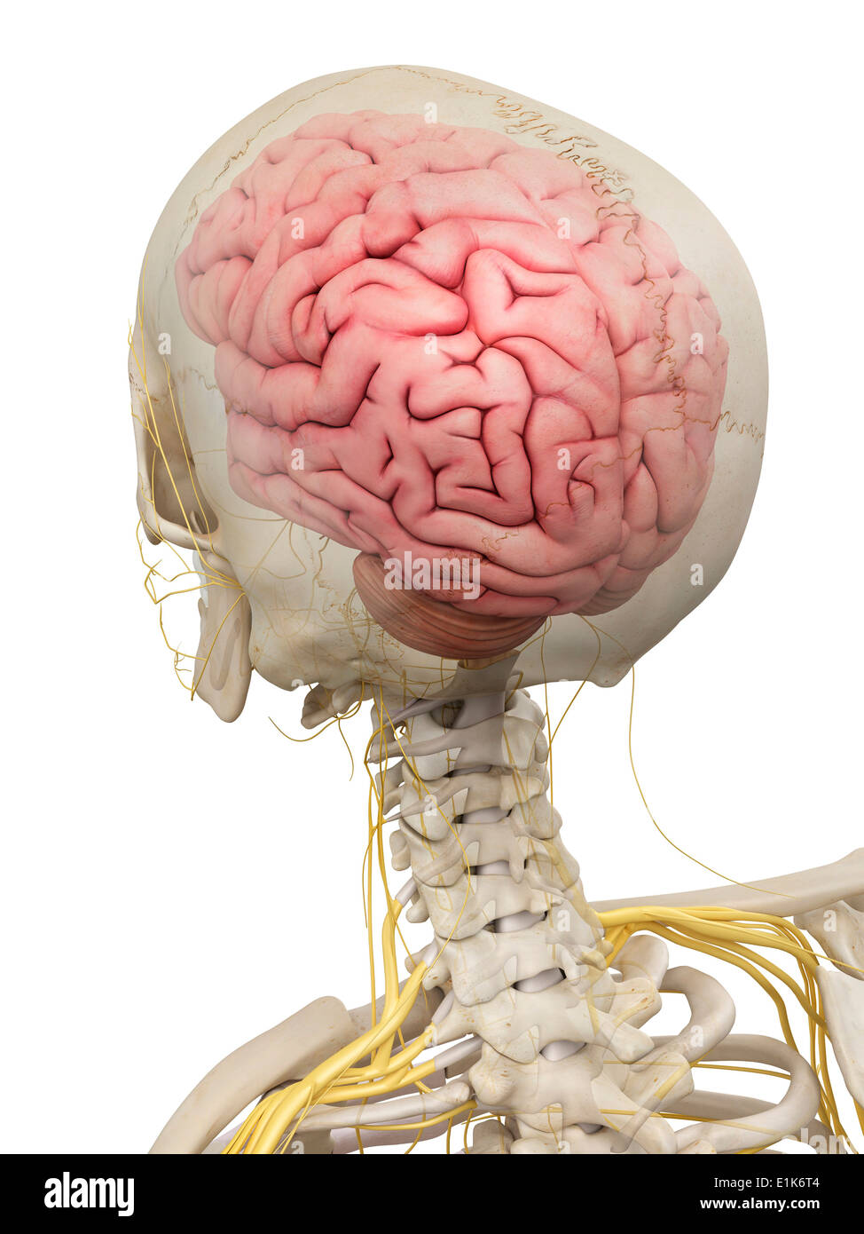 Human brain and nerves of the head computer artwork Stock Photo - Alamy