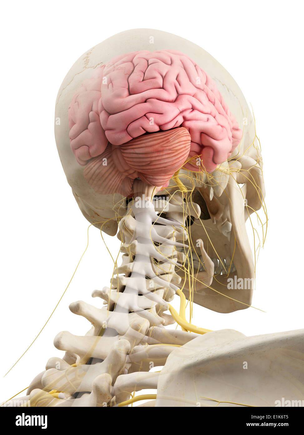 Human brain and nerves of the head computer artwork Stock Photo - Alamy