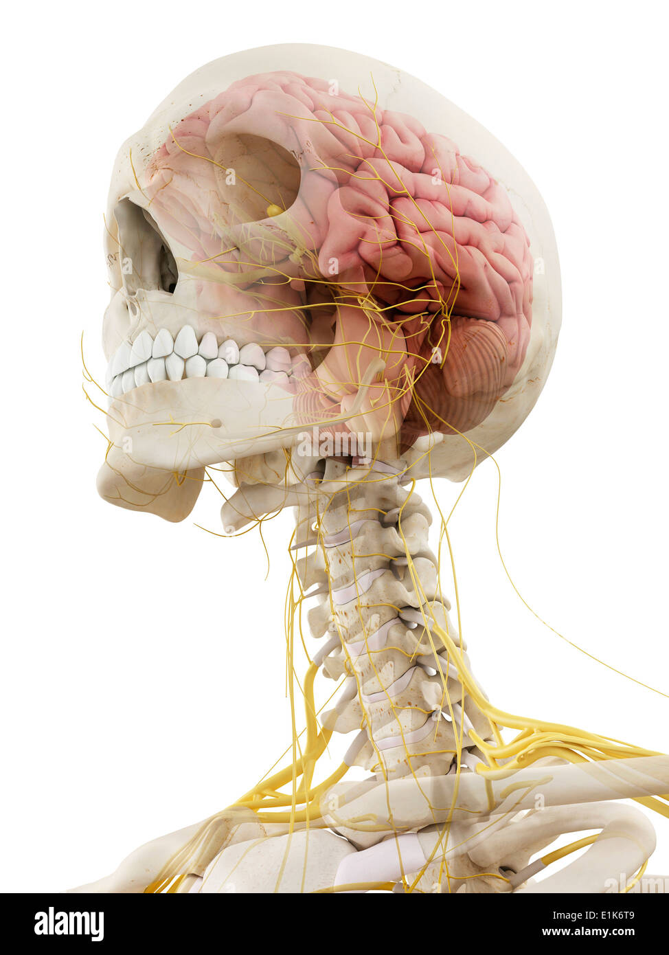 Human brain and nerves of the head computer artwork Stock Photo - Alamy