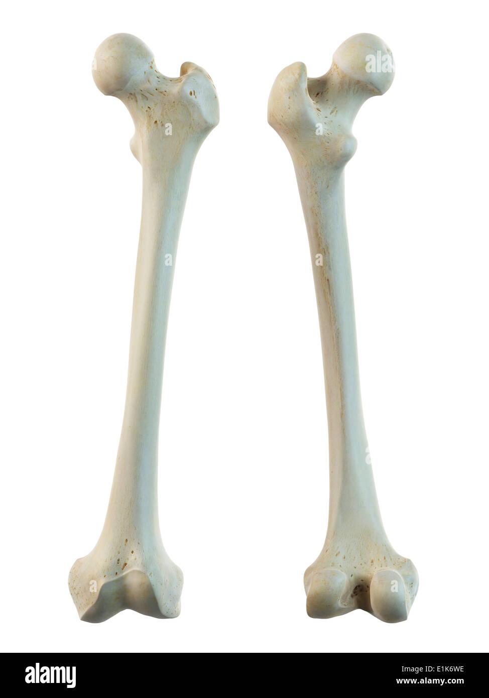 Two human leg bones white hi-res stock photography and images - Alamy