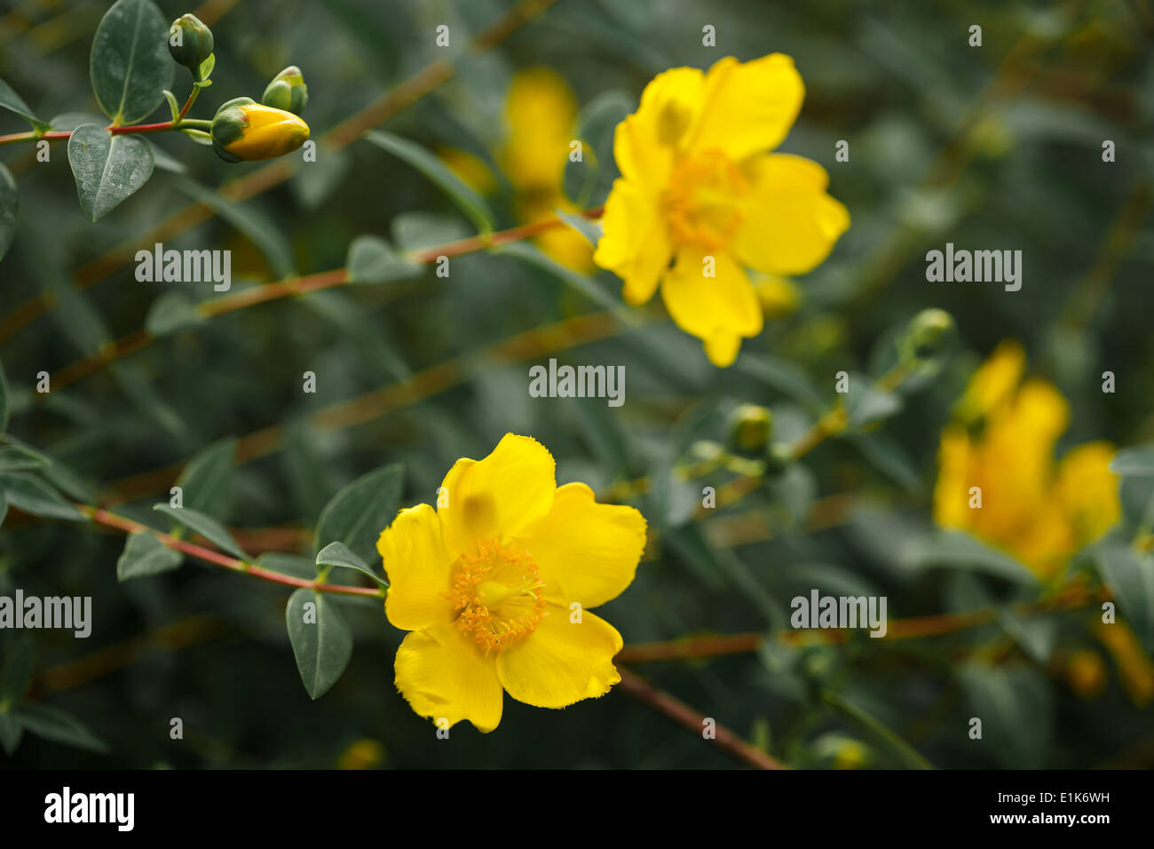 Hypericum perforatum garden hi-res stock photography and images - Alamy