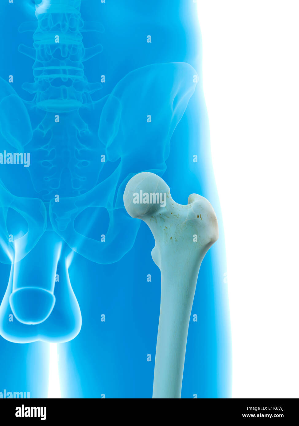 Human femur head computer artwork Stock Photo - Alamy