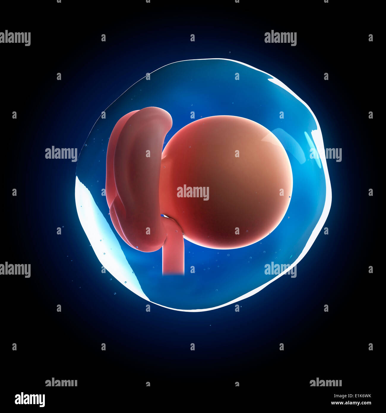 Fetal development hi-res stock photography and images - Alamy