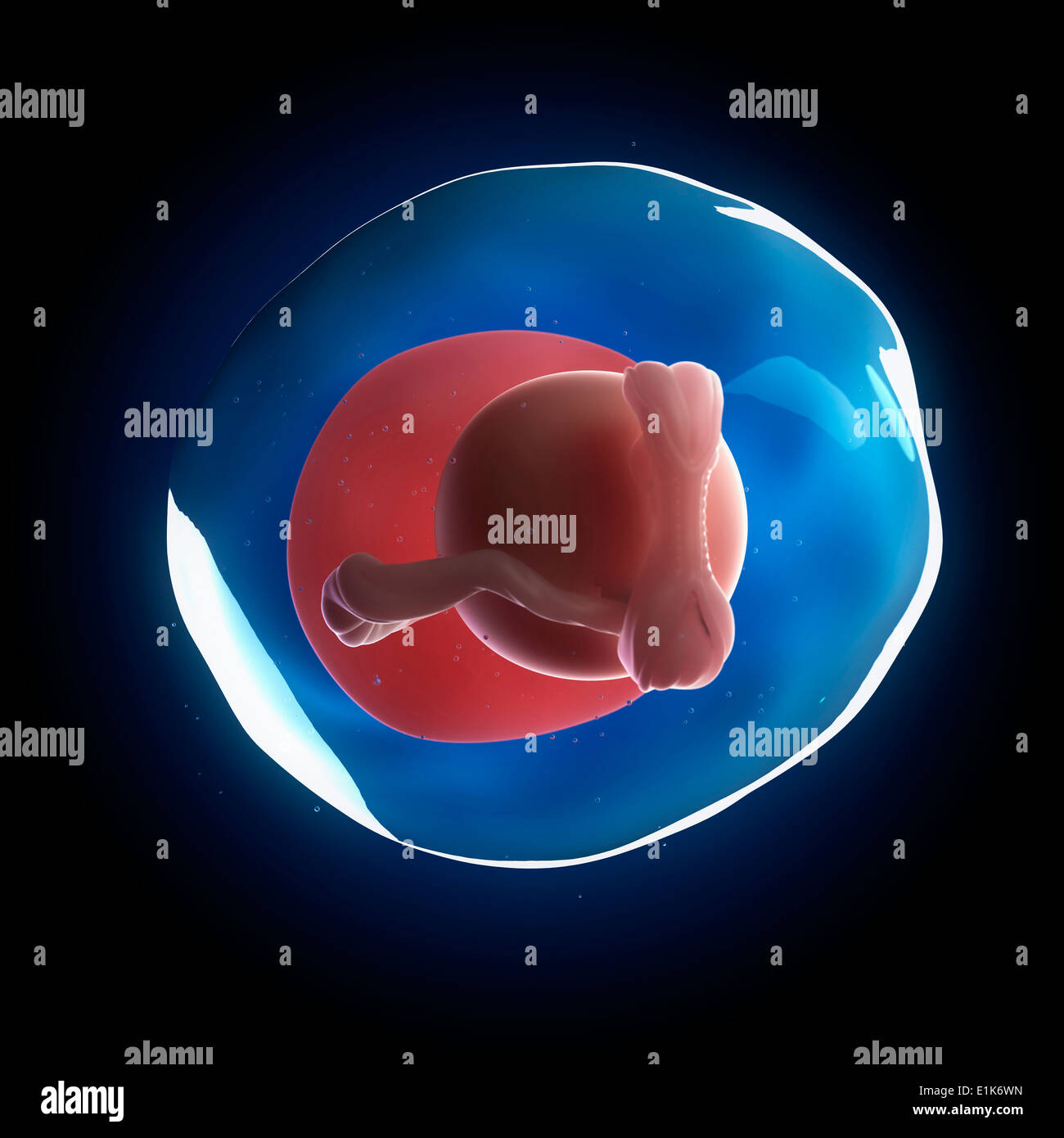 Fetal development hi-res stock photography and images - Alamy