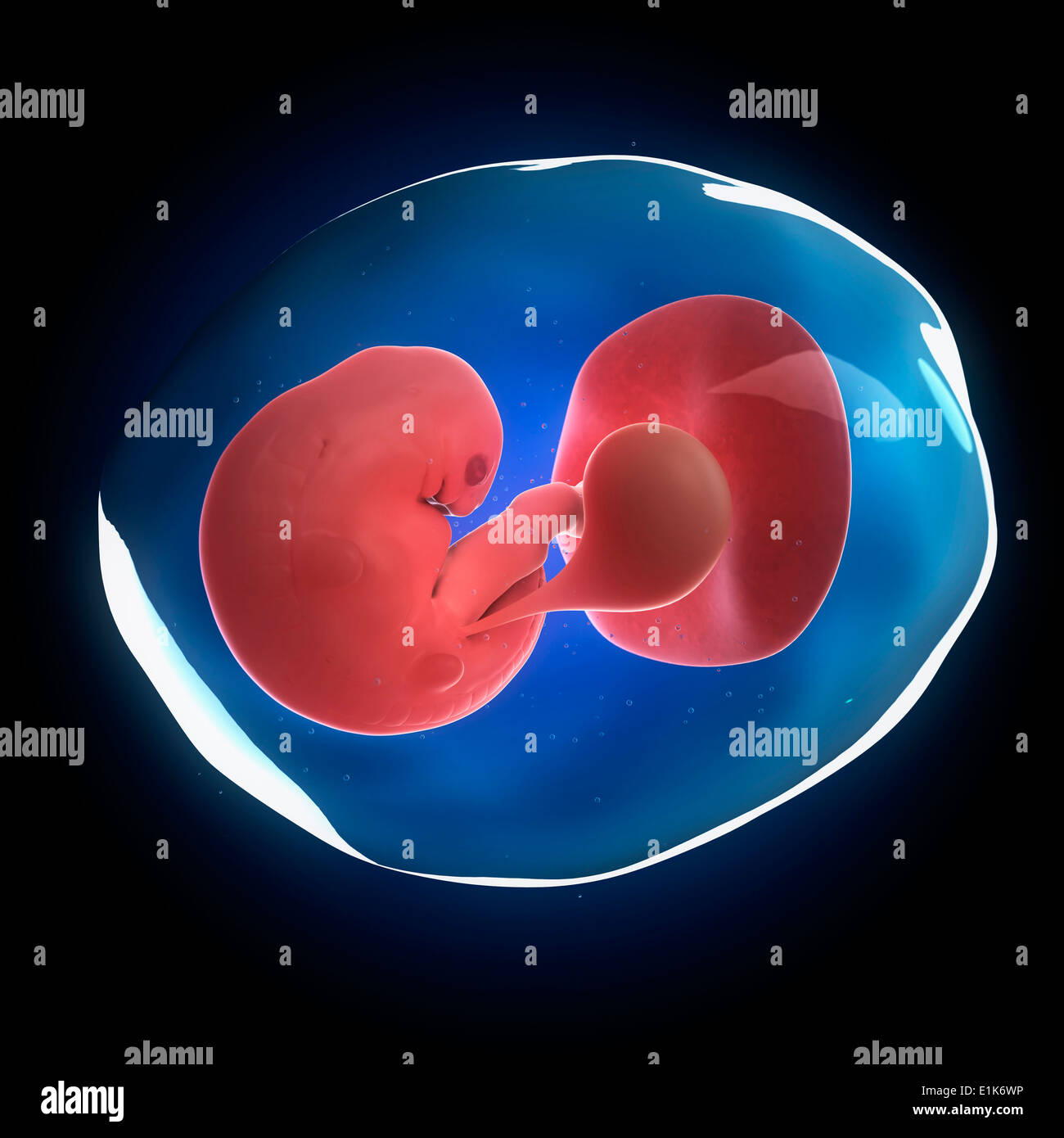 Fetal development hi-res stock photography and images - Alamy