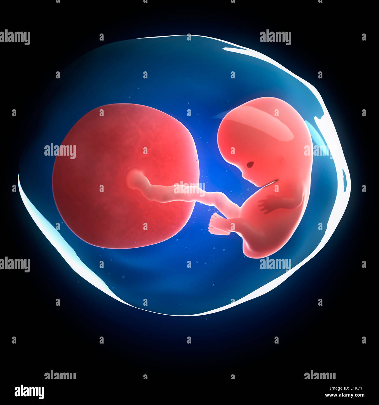 Fetal Development 2nd Month