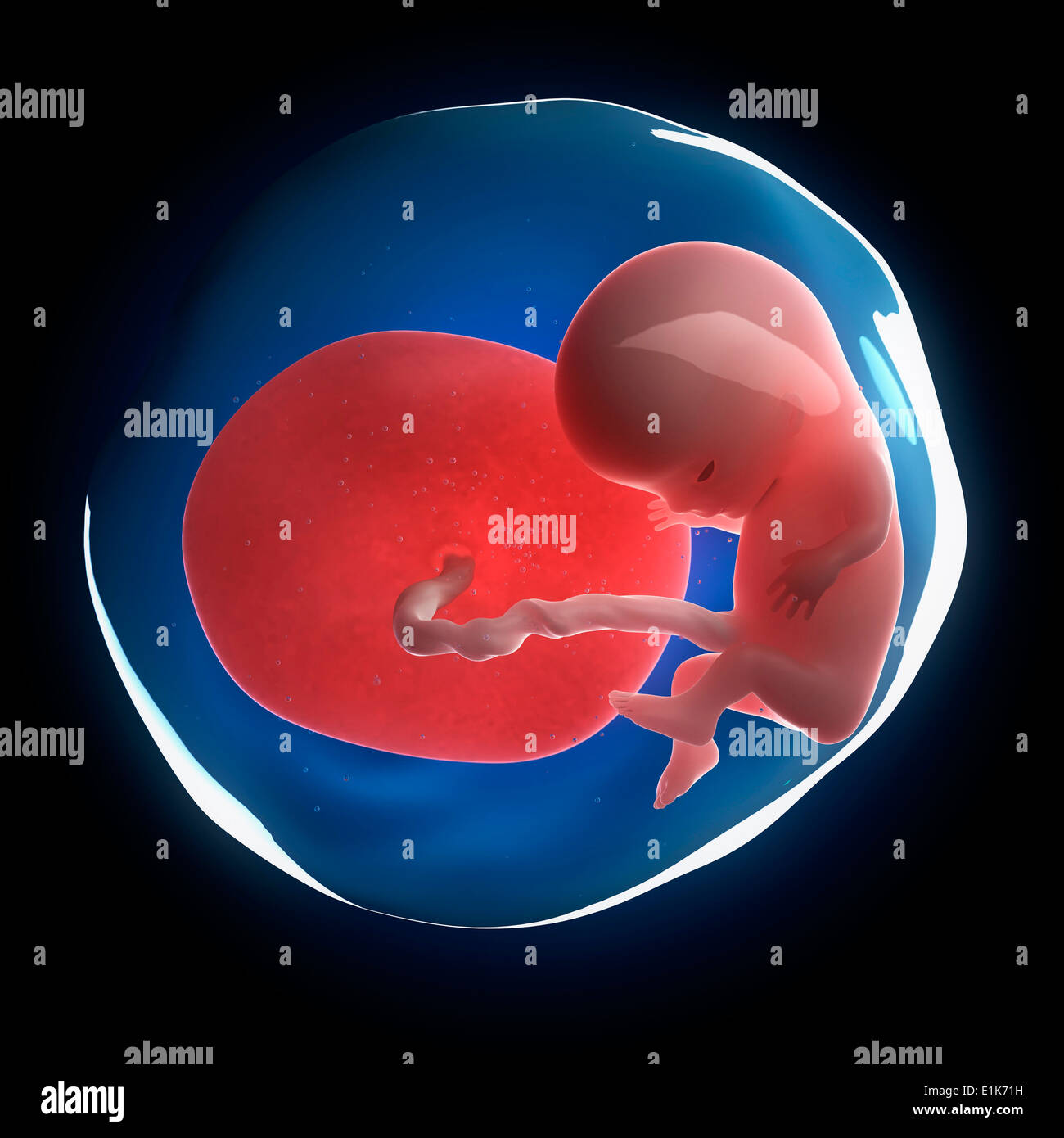 Human fetal development (week 11) computer artwork Stock Photo - Alamy