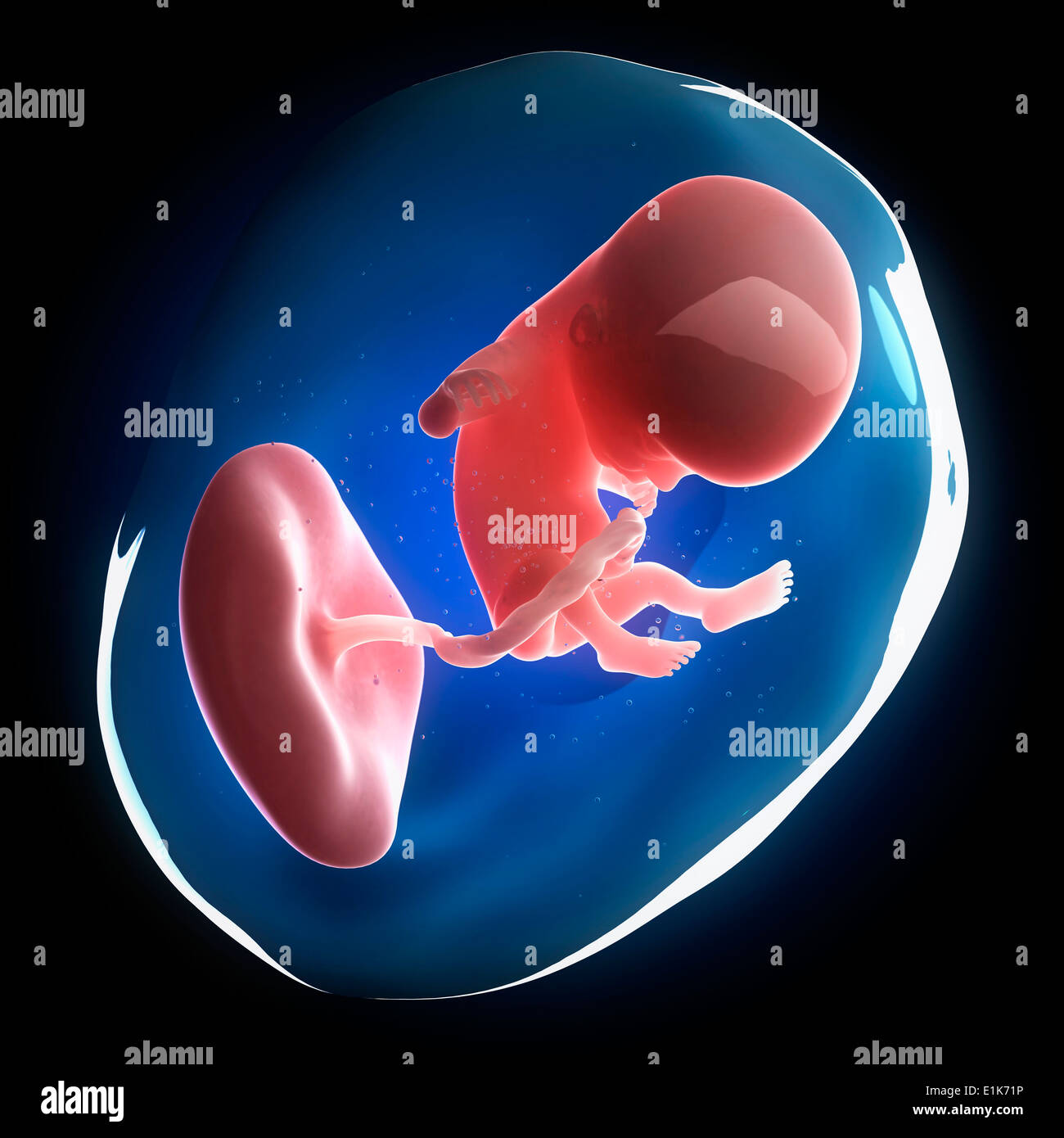 Human fetal development (week 14) computer artwork Stock Photo - Alamy