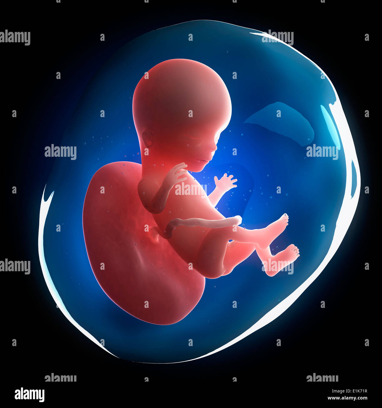 Fetal High Resolution Stock Photography and Images - Alamy
