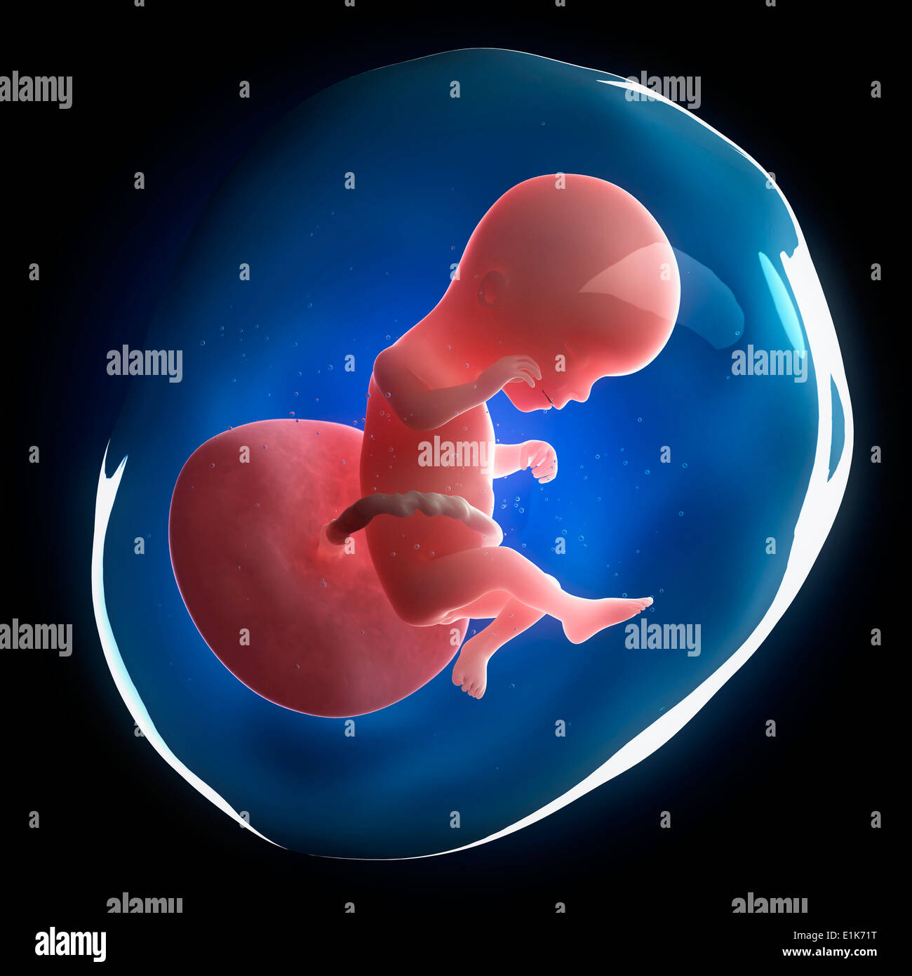 16 week fetus hi-res stock photography and images - Alamy