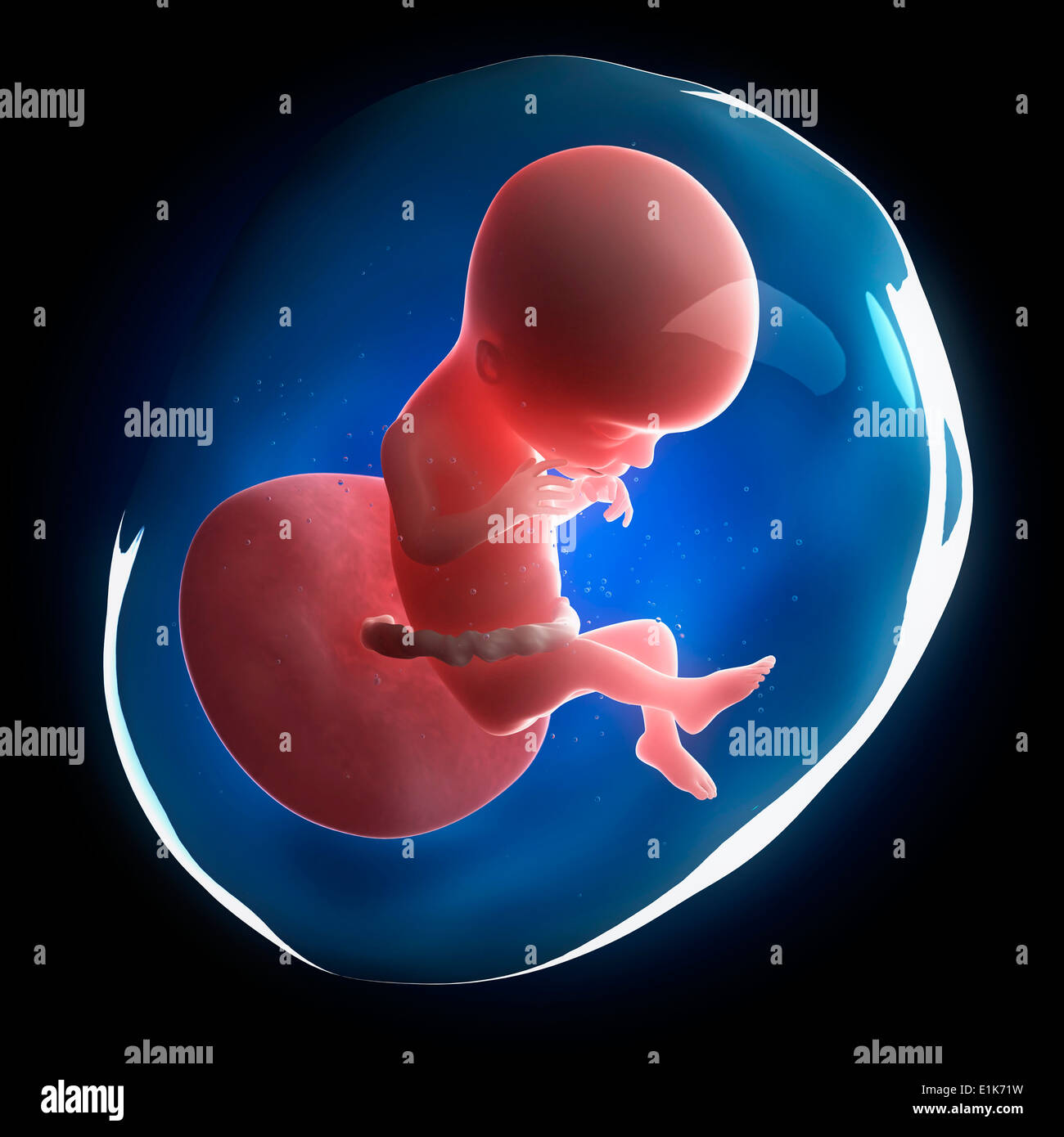 Human fetal development (week 17) computer artwork Stock Photo - Alamy