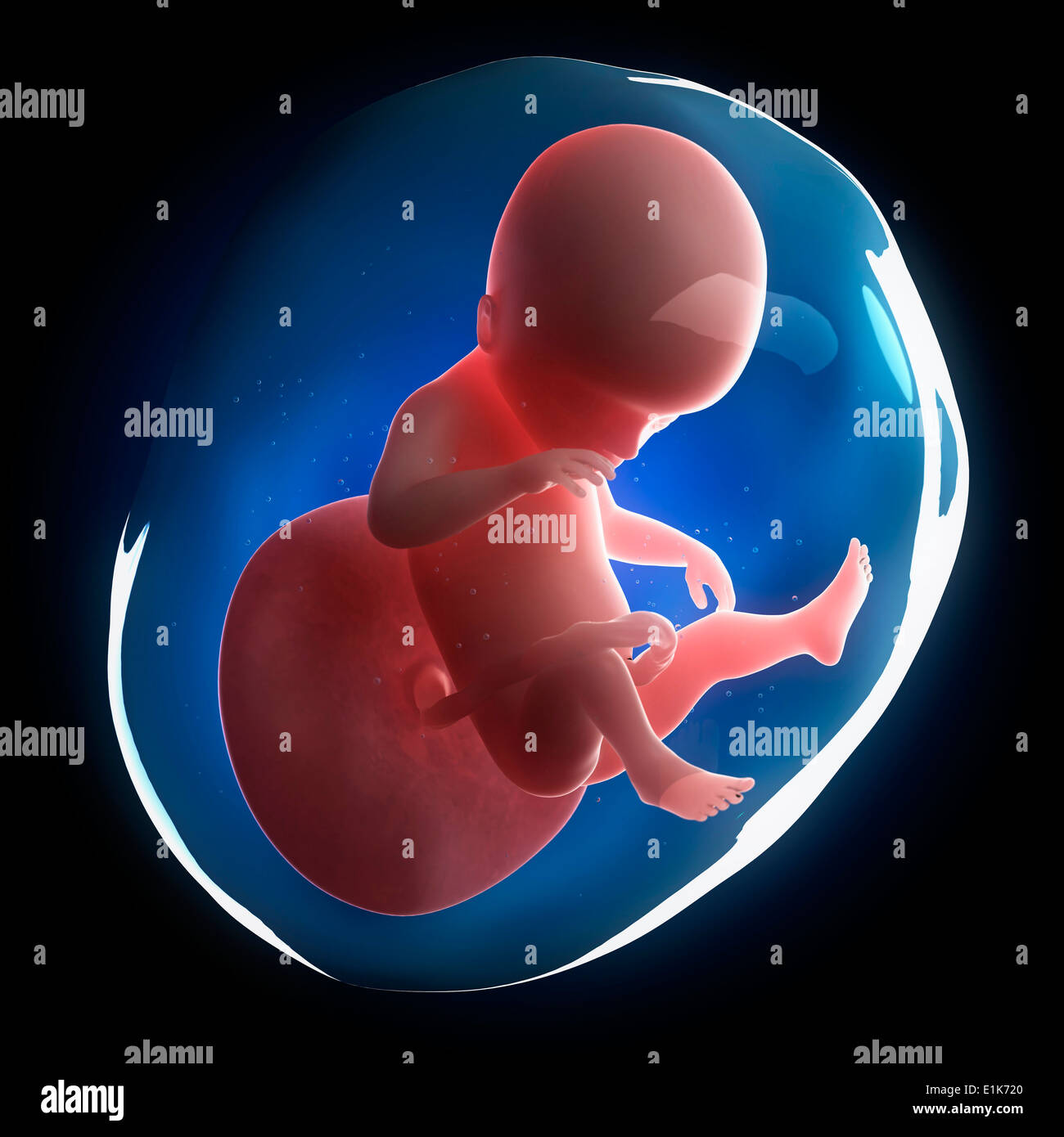 20 week fetus hi-res stock photography and images - Alamy