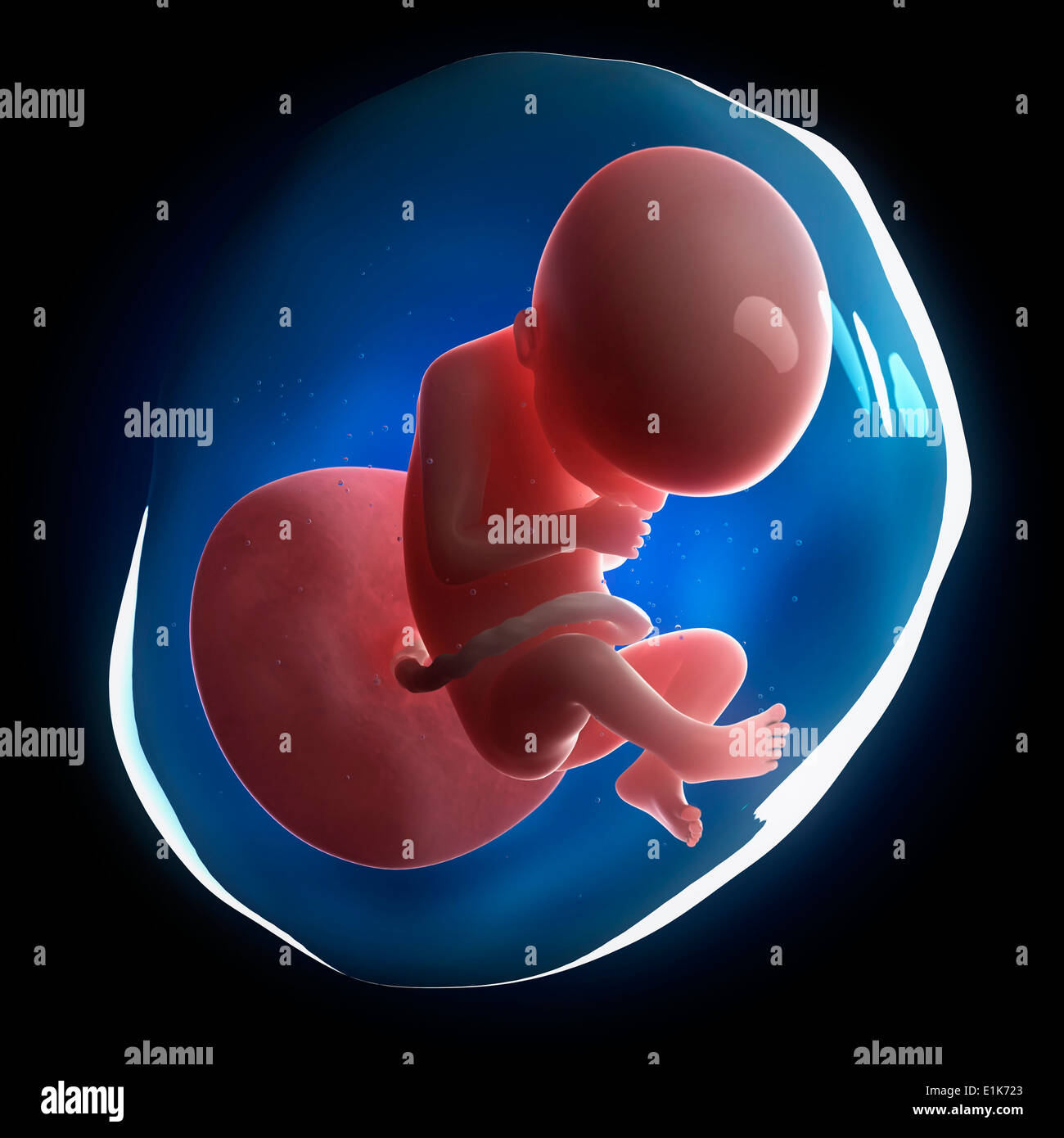 Human fetus development 3 hi-res stock photography and images - Alamy