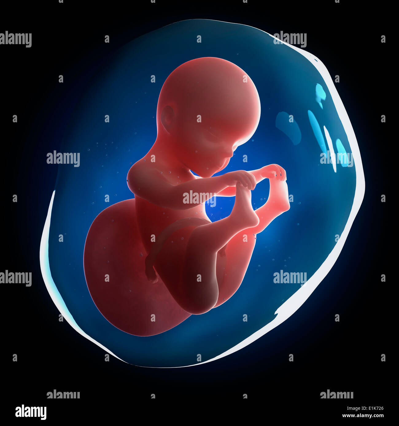 Human fetal development (week 25) computer artwork Stock Photo - Alamy