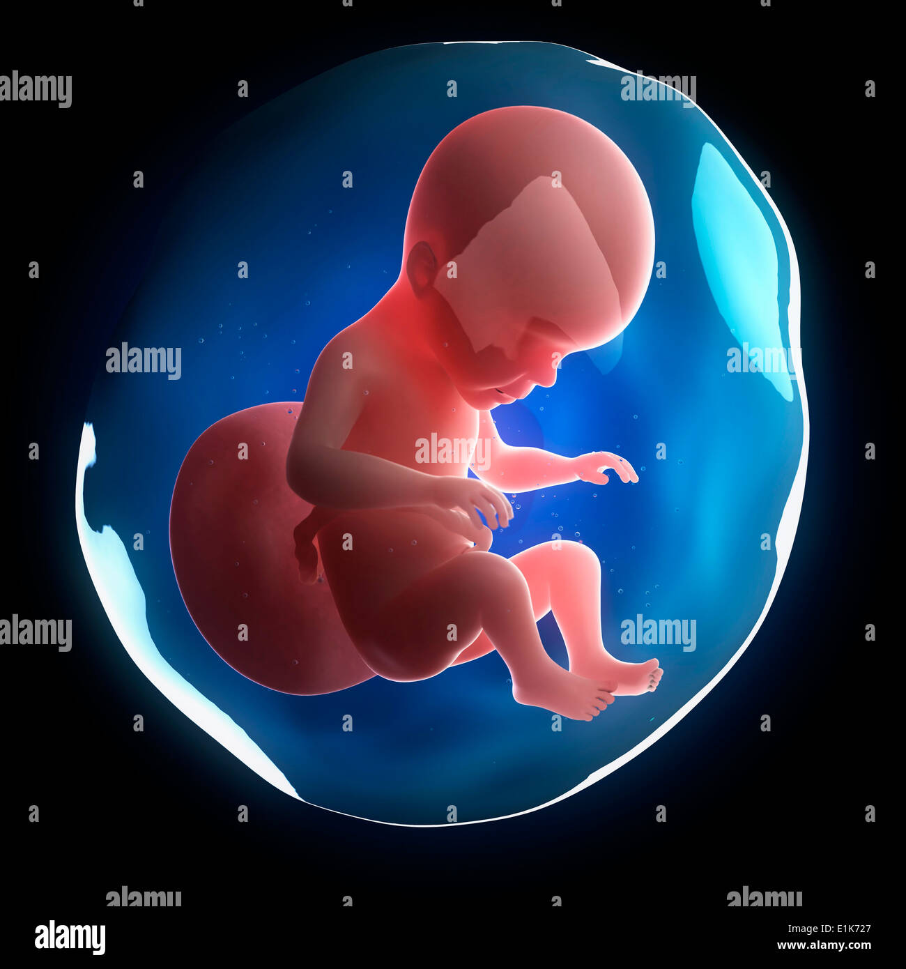 Human fetus development 3 hi-res stock photography and images - Alamy