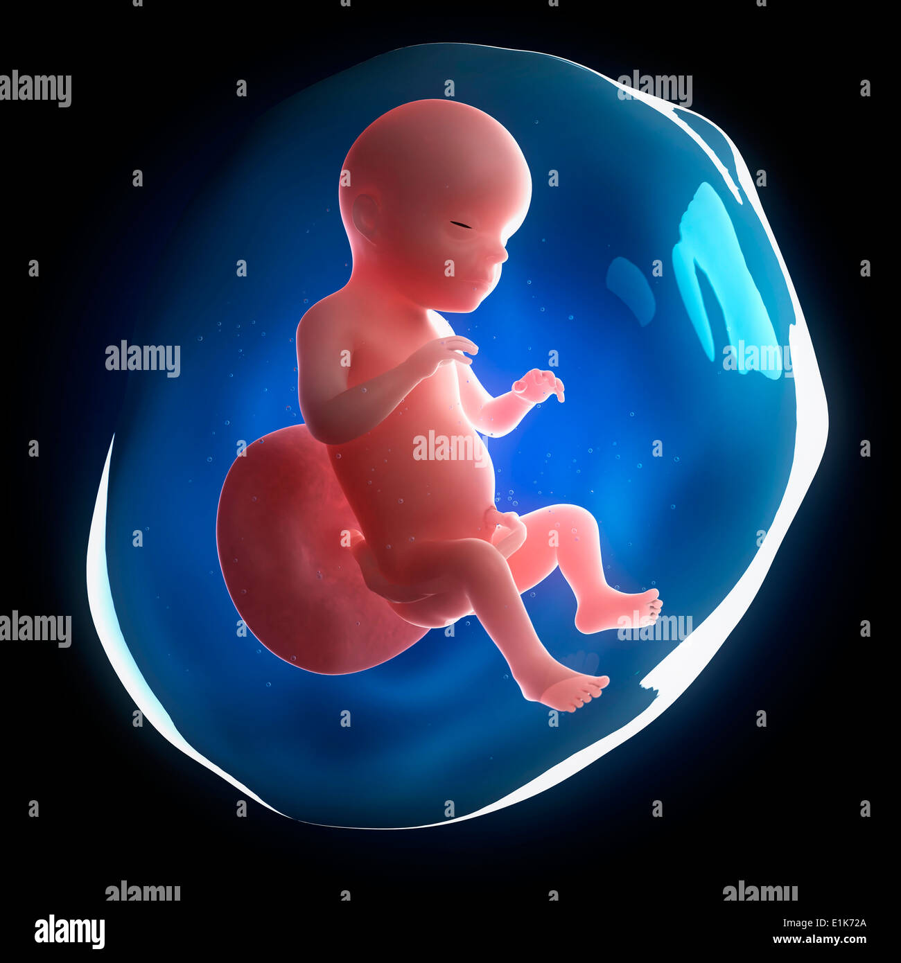 28 week fetus hi-res stock photography and images - Alamy