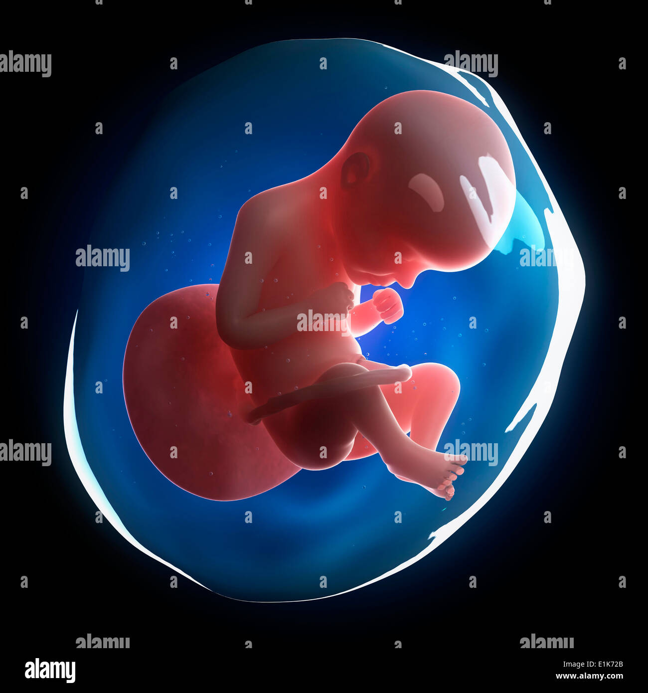 Human fetus development 3 hi-res stock photography and images - Alamy