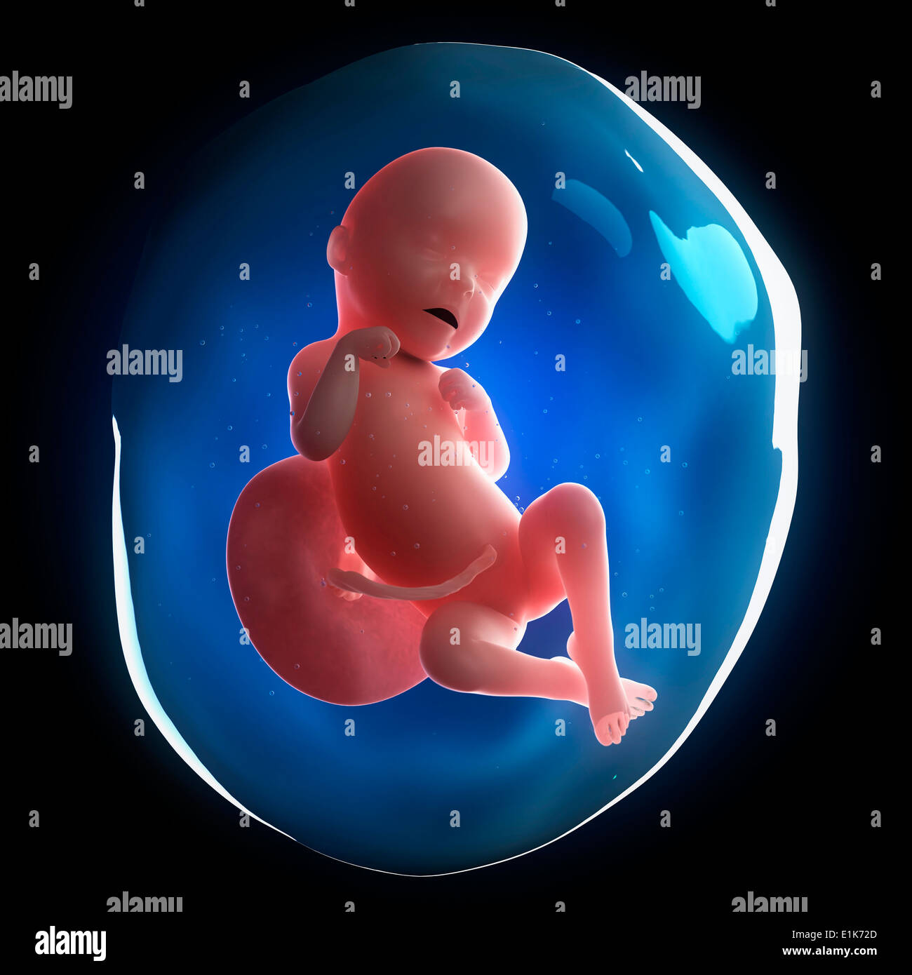 Fetal development week 31 hi-res stock photography and images - Alamy