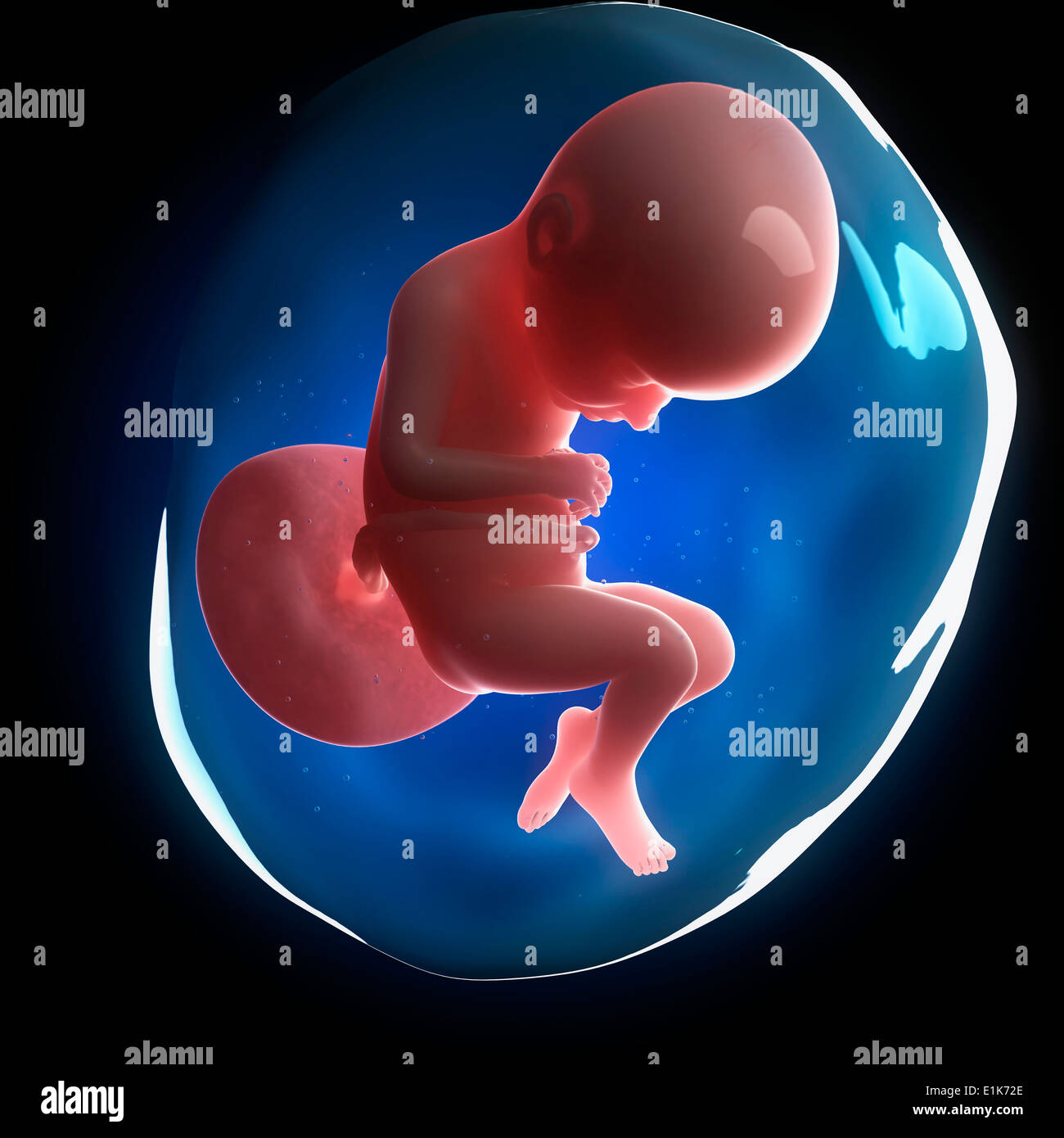 Human fetus development 3 hi-res stock photography and images - Alamy
