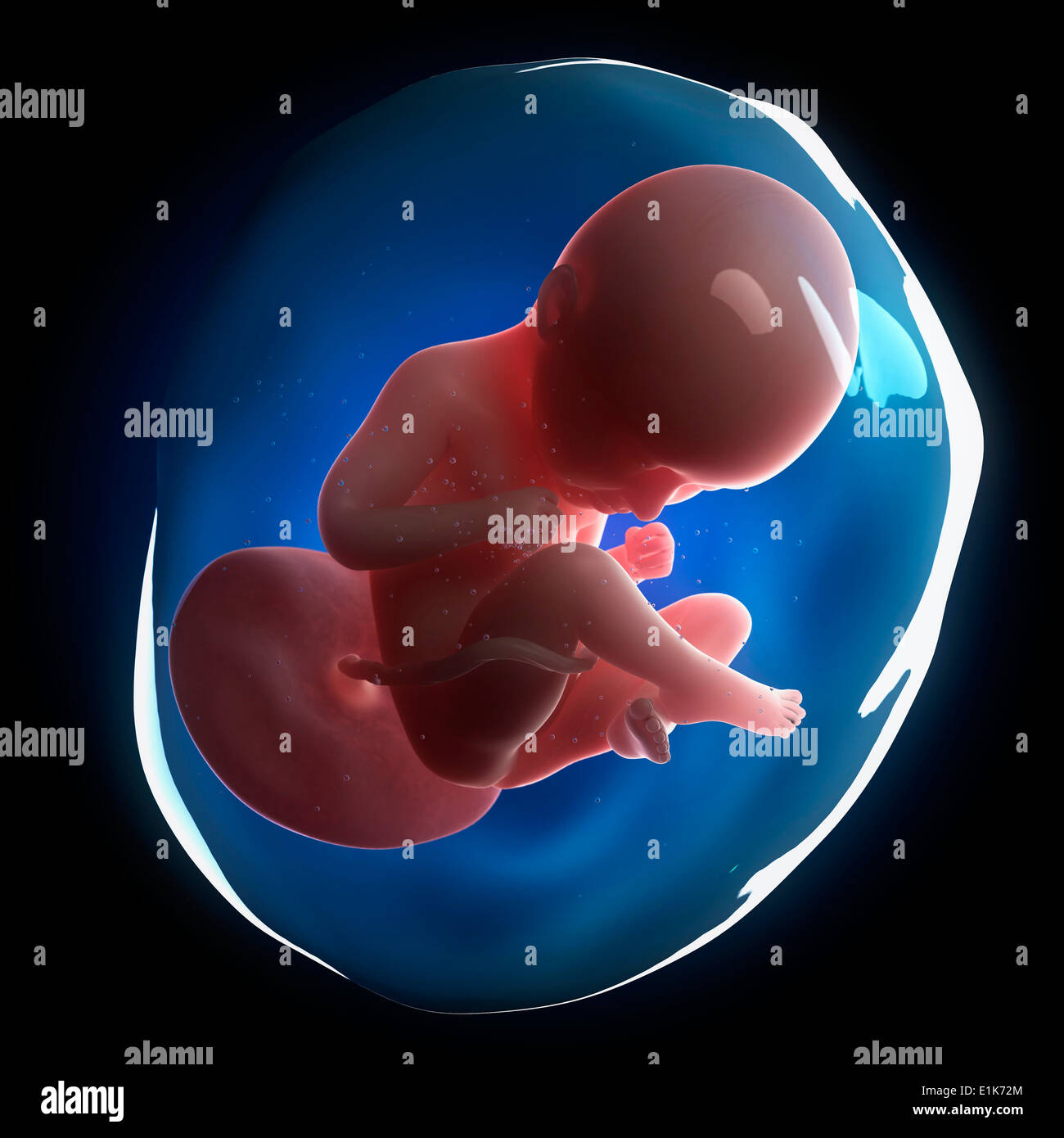 Fetal hi-res stock photography and images - Alamy