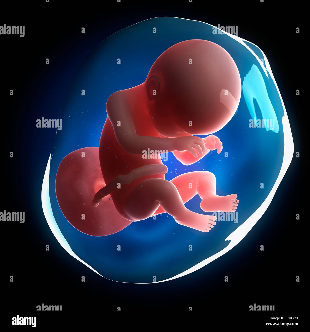 Human fetus development 3 hi-res stock photography and images - Alamy