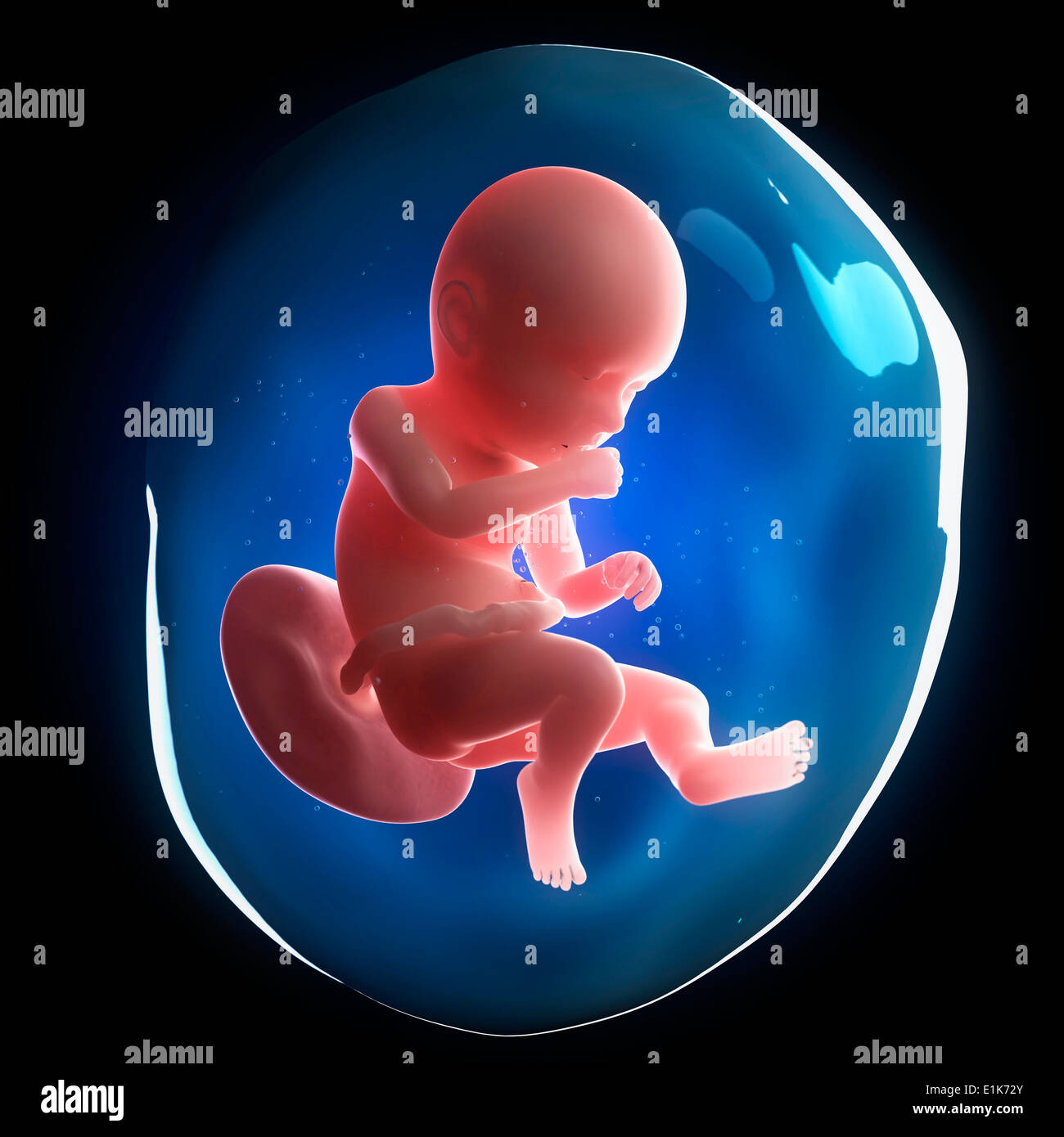 Human fetus development 3 hi-res stock photography and images - Alamy