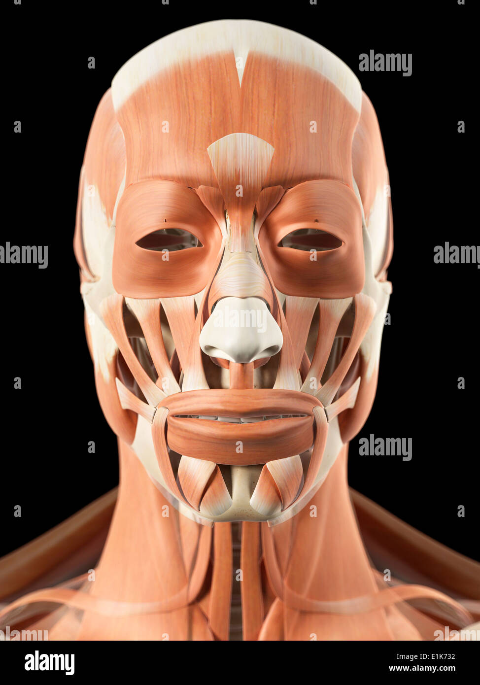 Human facial muscles hi-res stock photography and images - Alamy