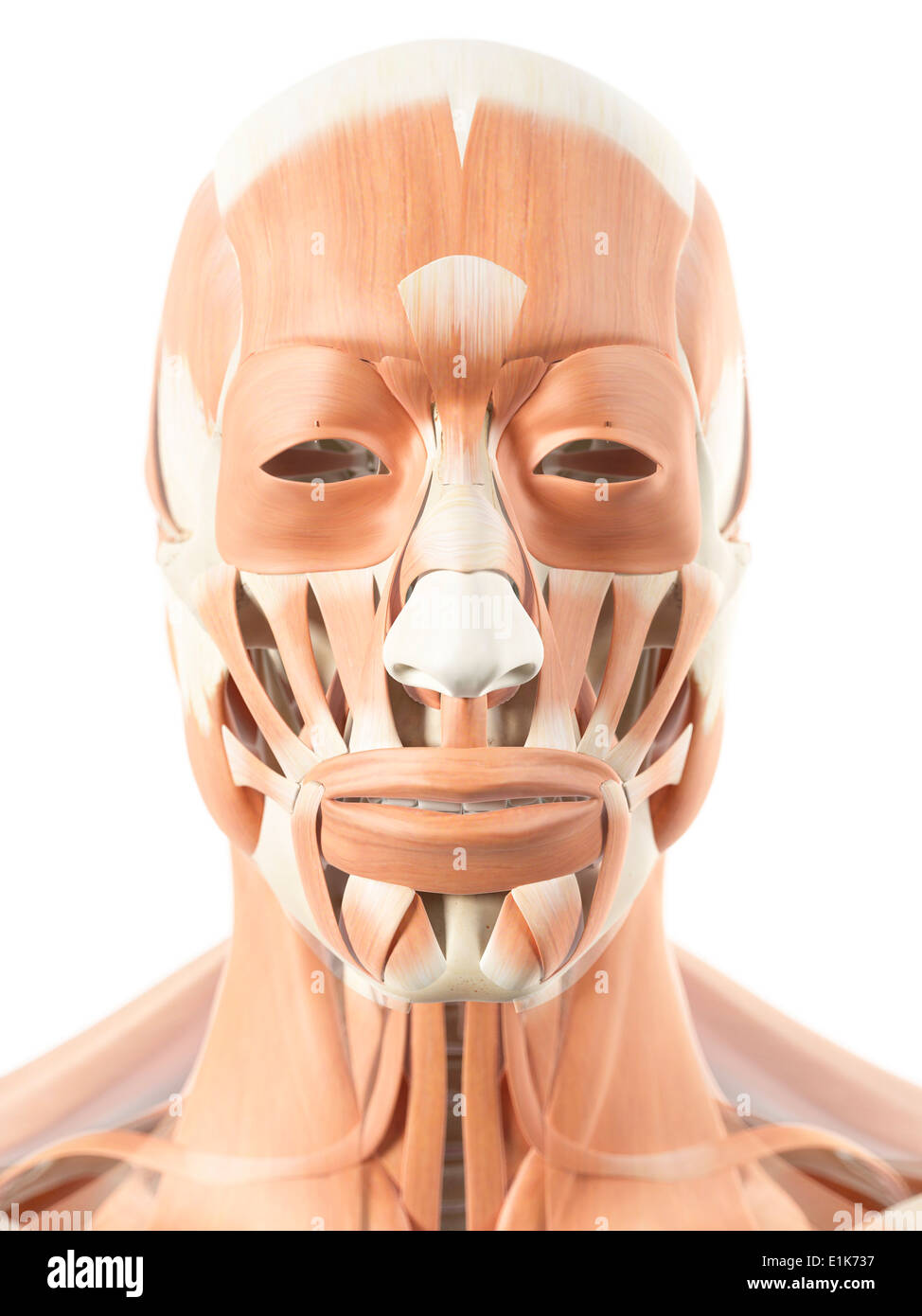 Extraocular muscle hi-res stock photography and images - Alamy