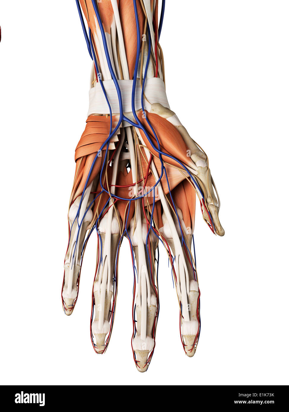 Human muscles in the hand computer artwork Stock Photo - Alamy