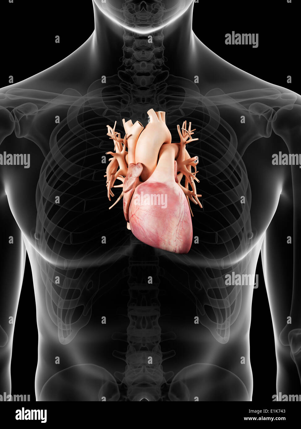 Human heart computer artwork Stock Photo - Alamy