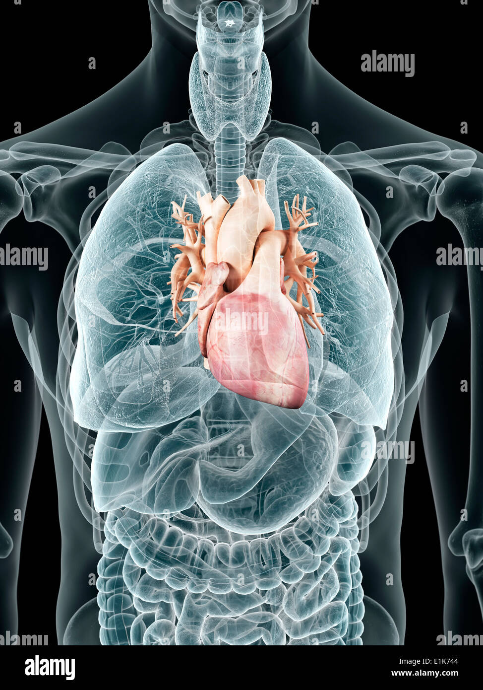 Human heart computer artwork hi-res stock photography and images - Alamy