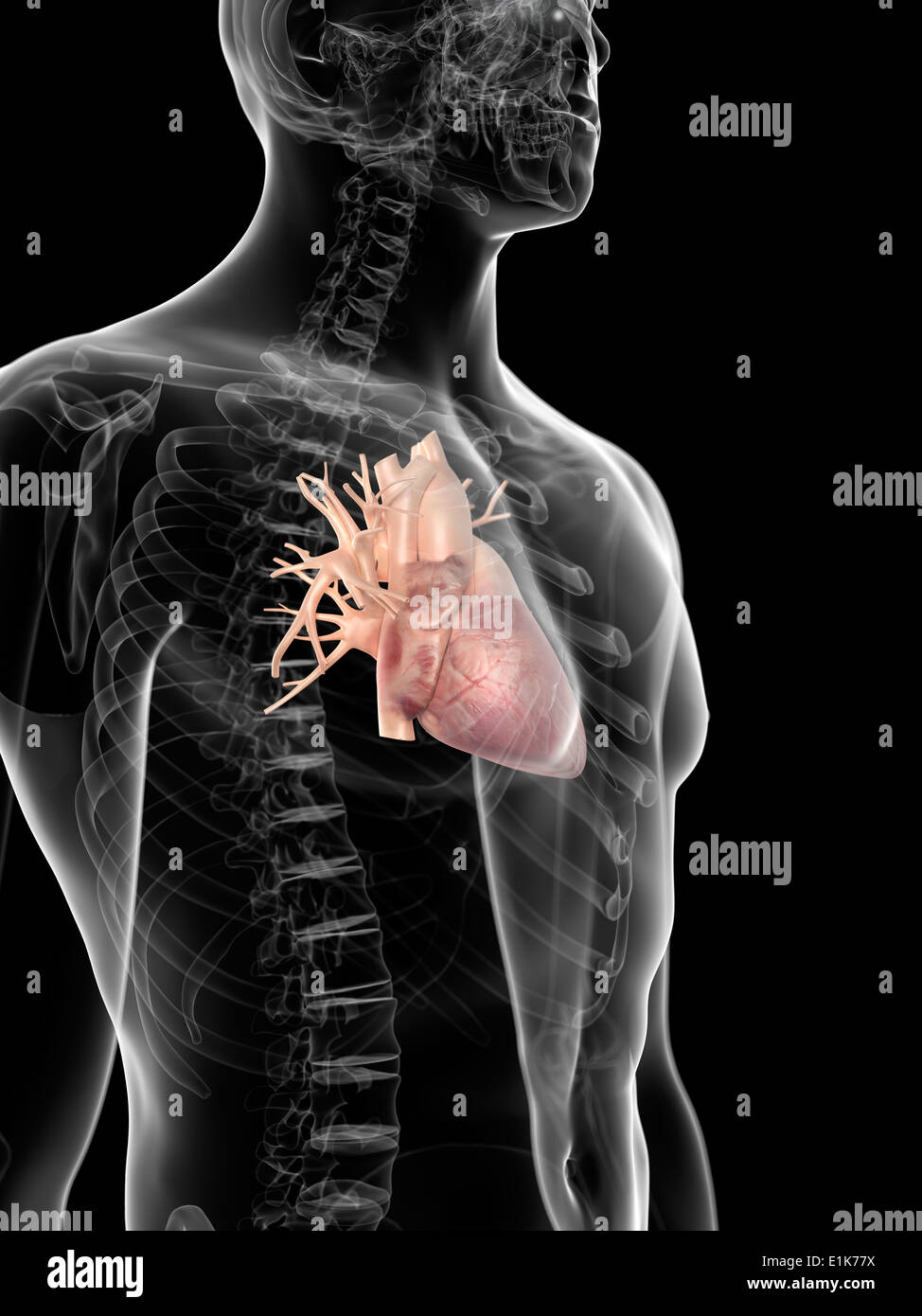 Human heart computer artwork Stock Photo - Alamy