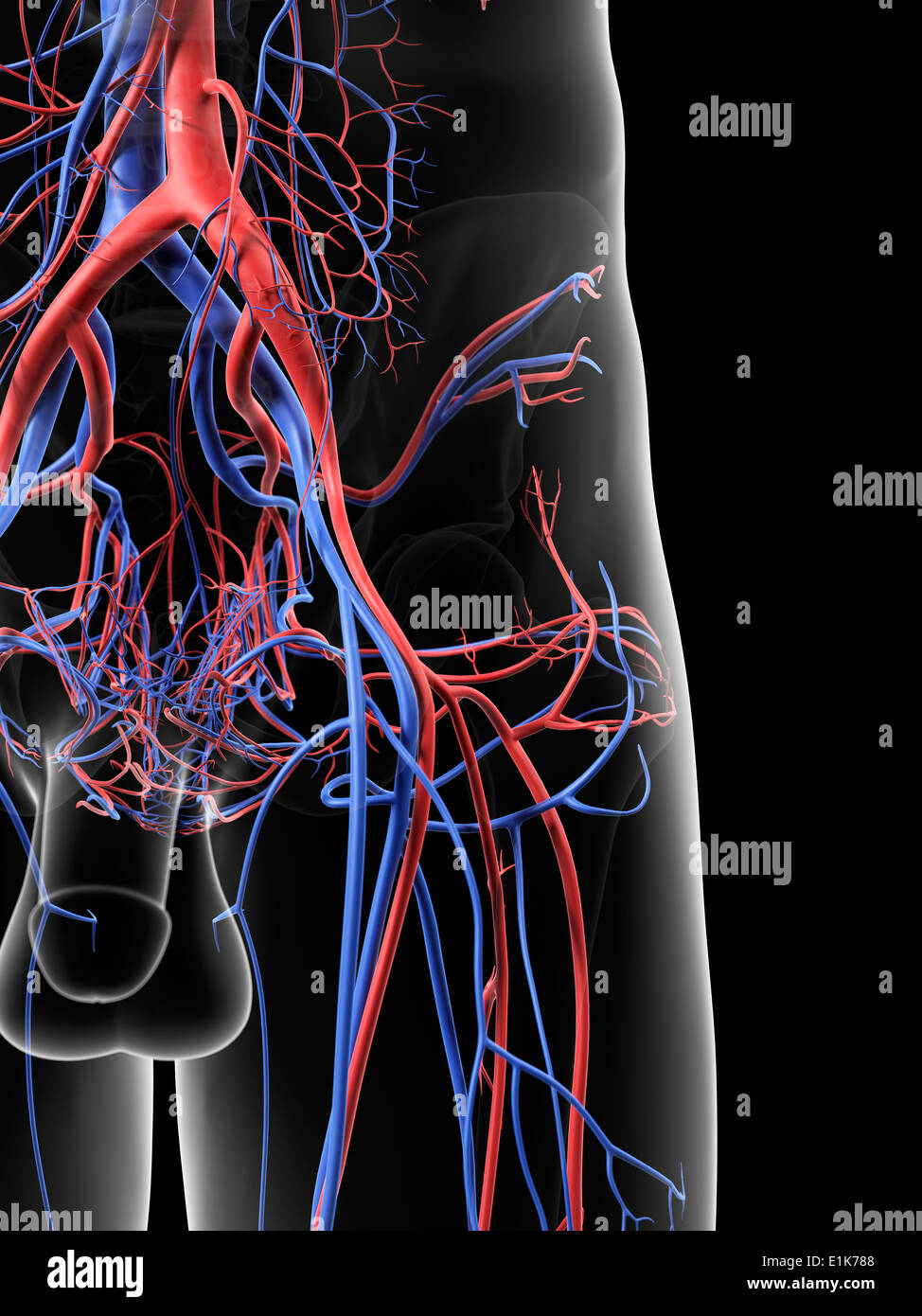 Hip vein hi-res stock photography and images - Alamy