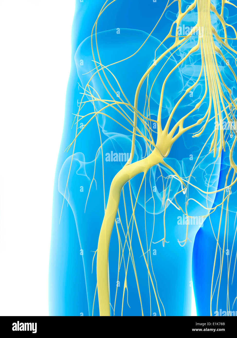 Nerves hip hi-res stock photography and images - Alamy