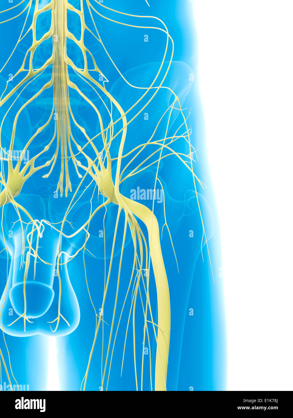 Nerves hip hi-res stock photography and images - Alamy