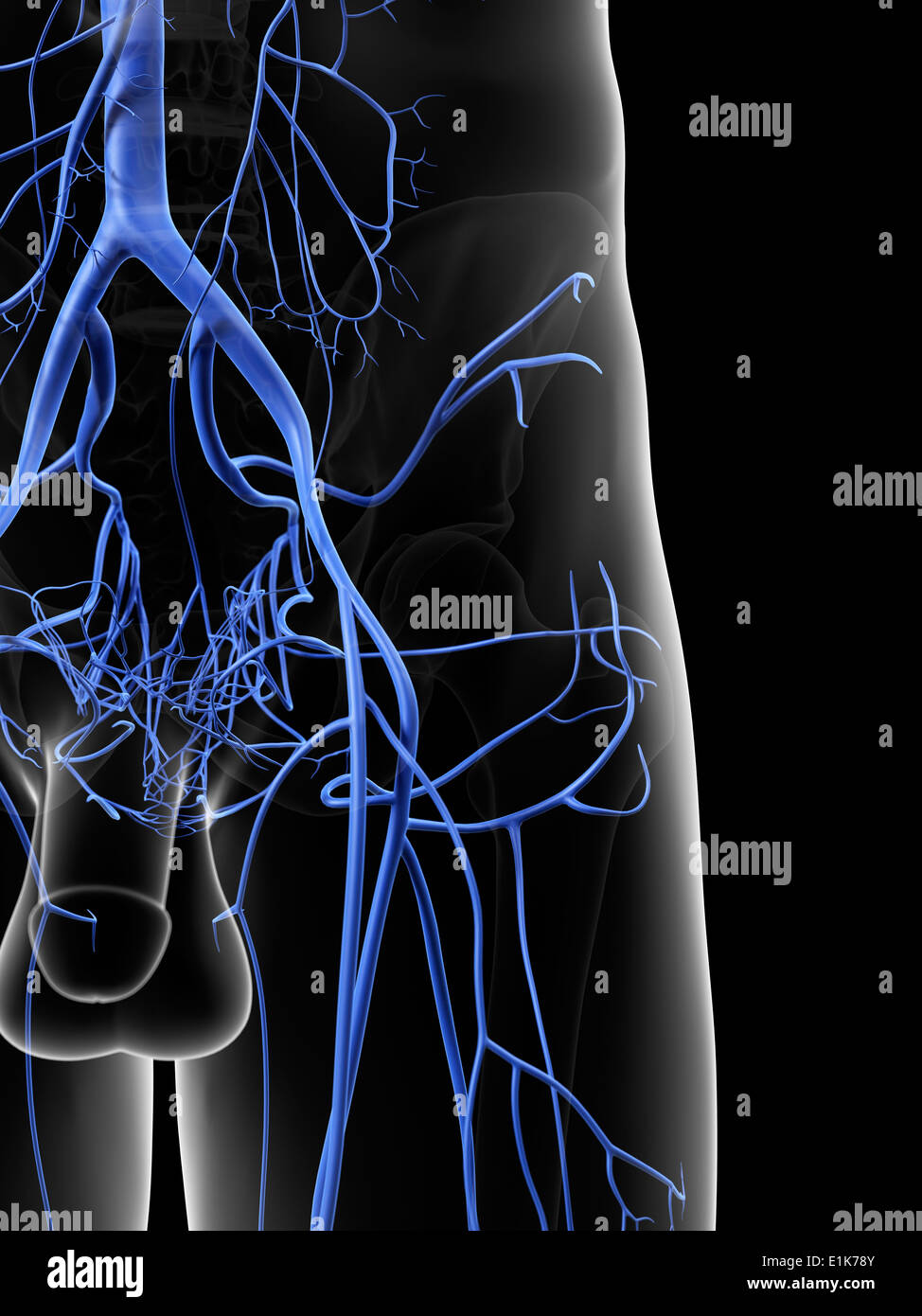 Blood vessels hip hi-res stock photography and images - Alamy
