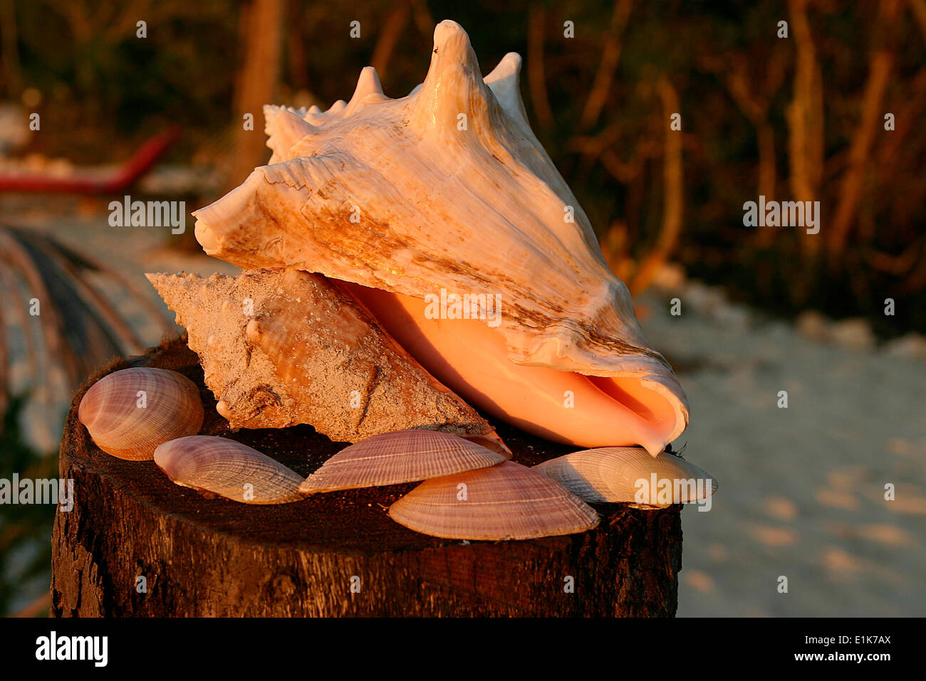 Shells in the Bahamas Stock Photo - Alamy