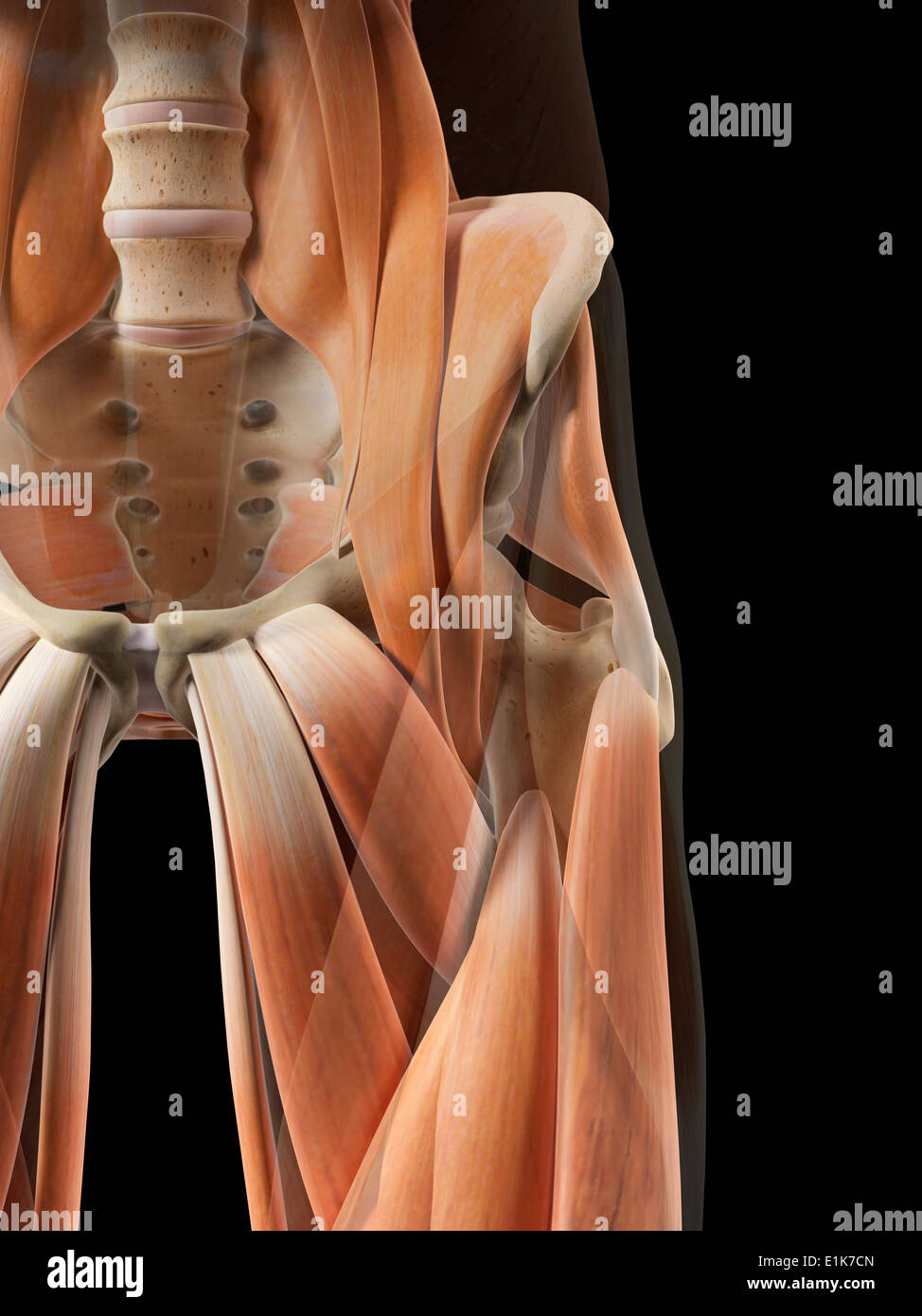 Human hip muscles computer artwork Stock Photo - Alamy
