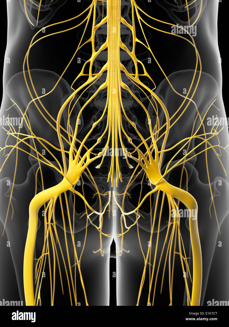 Nerves hip hi-res stock photography and images - Alamy