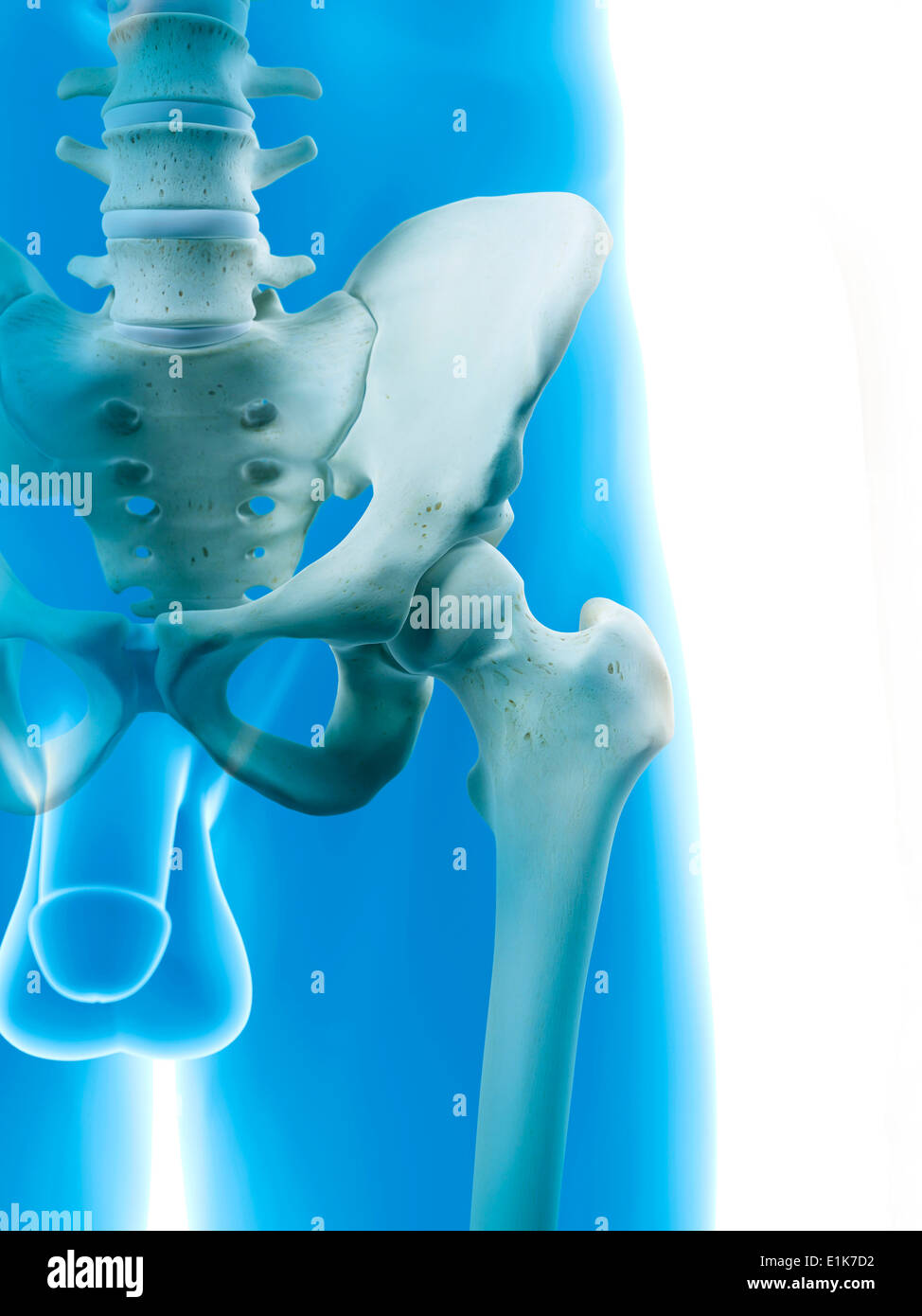 Bones of the hip hi-res stock photography and images - Alamy