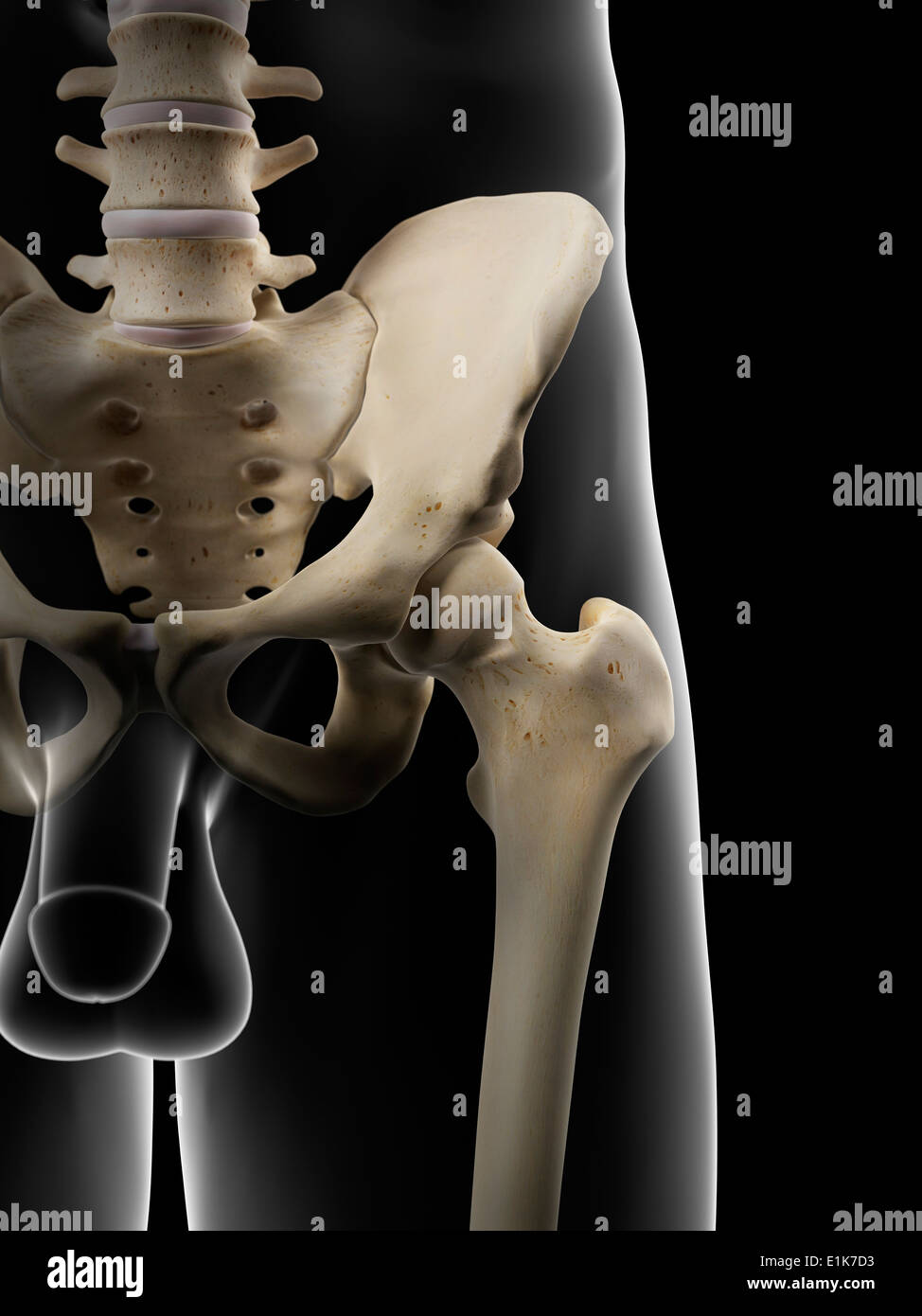 Protruding Hip Bones Men