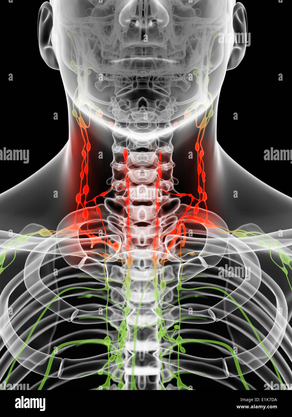 Neck lymph nodes hi-res stock photography and images - Alamy